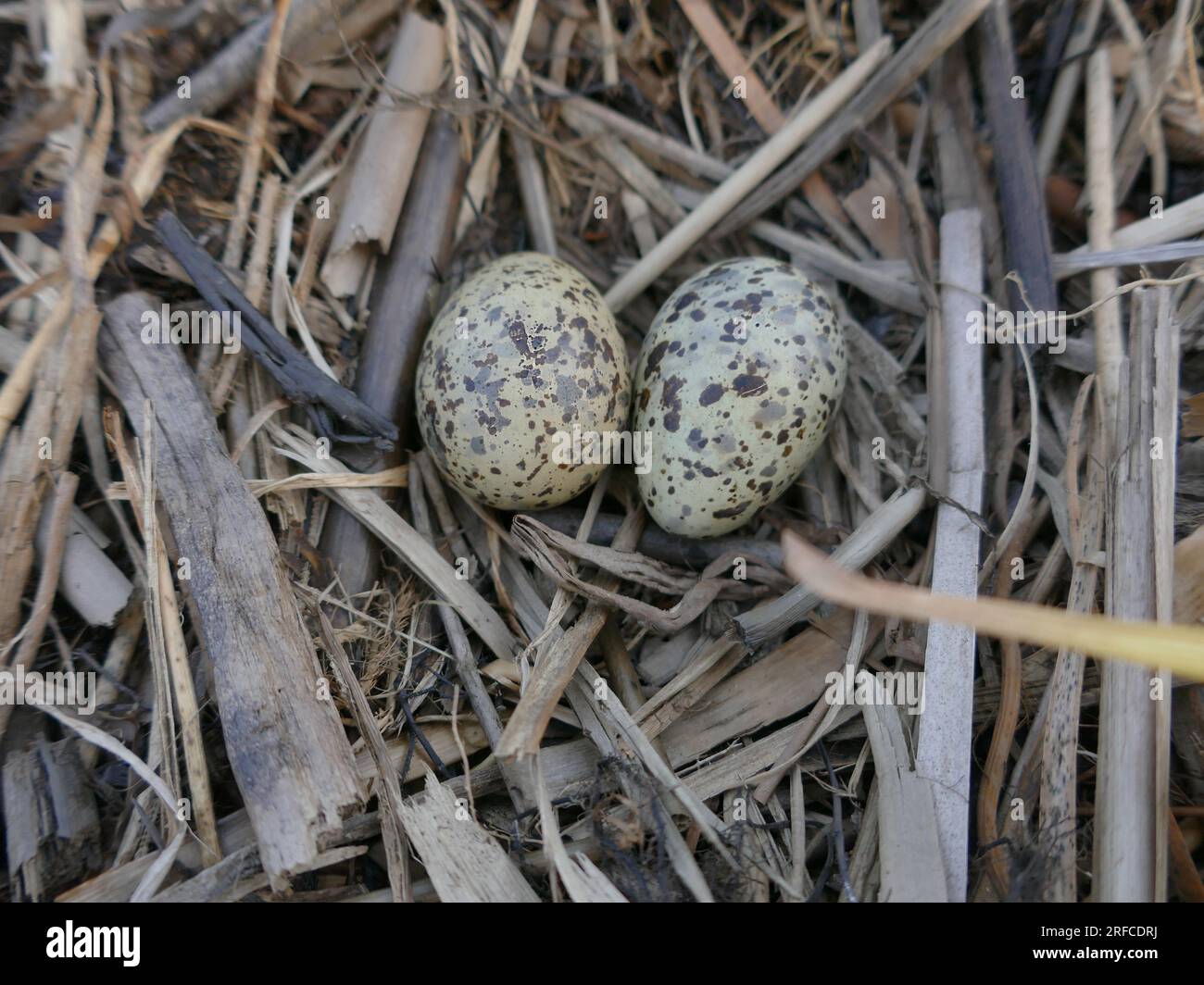 Common tern (Sterna hirundo) nest in the northern marshes ...