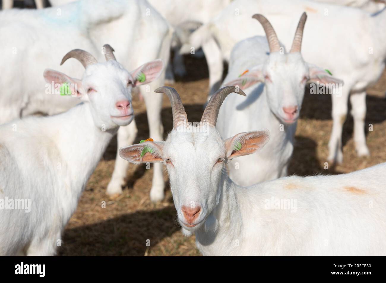 white horned goats in meadow Stock Photo - Alamy
