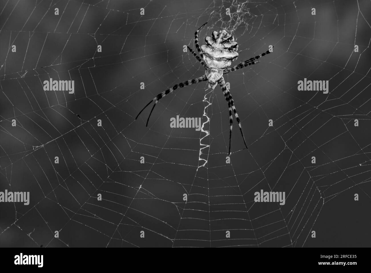 Spider spinneret Black and White Stock Photos & Images - Alamy