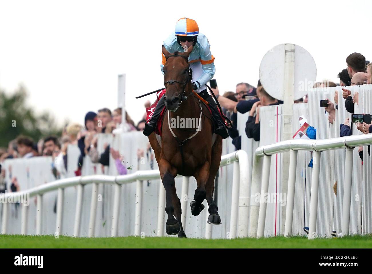 Ash tree meadow galway hi-res stock photography and images - Alamy