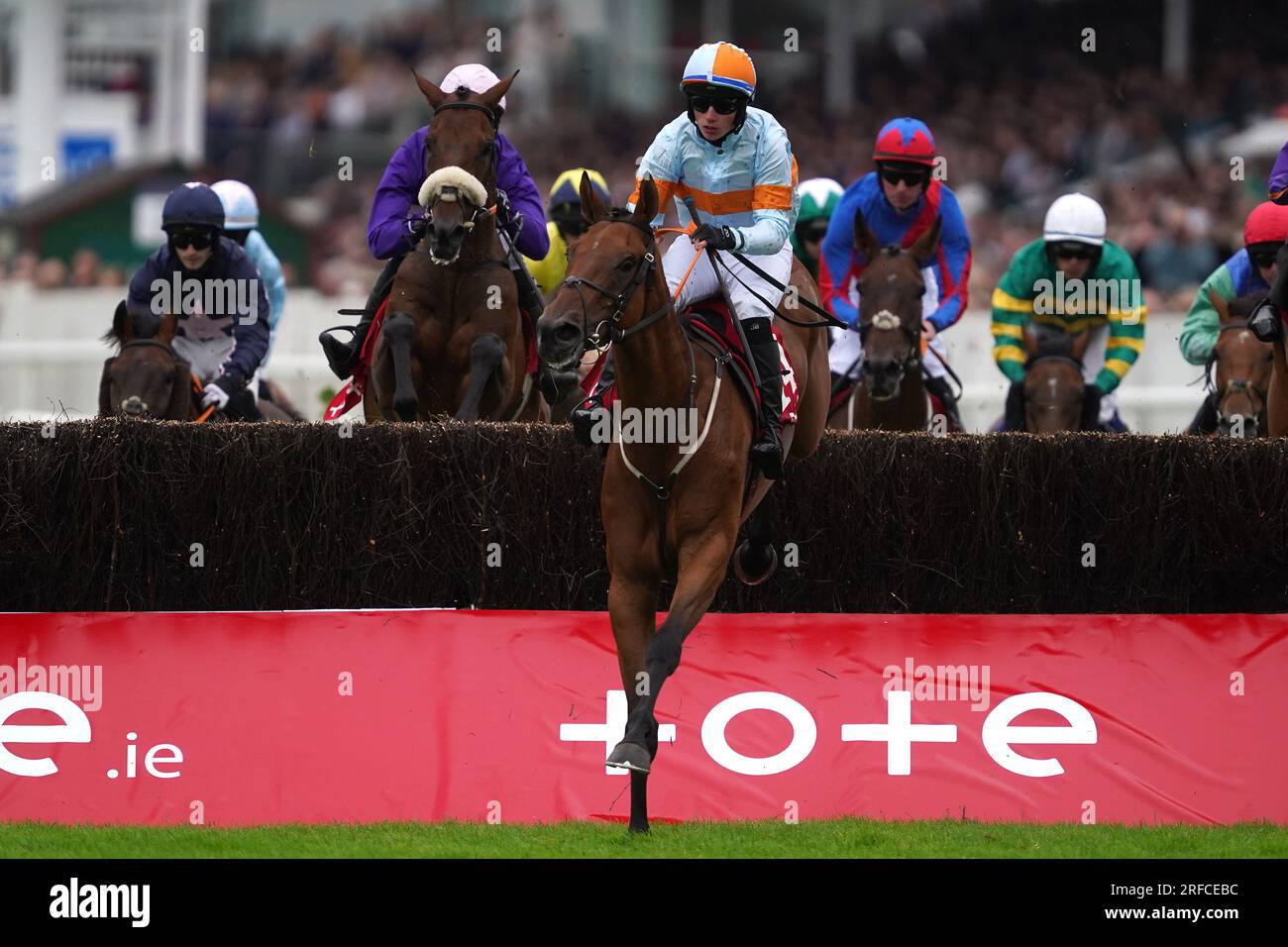 2023 galway plate ash tree meadow hi-res stock photography and images - Alamy