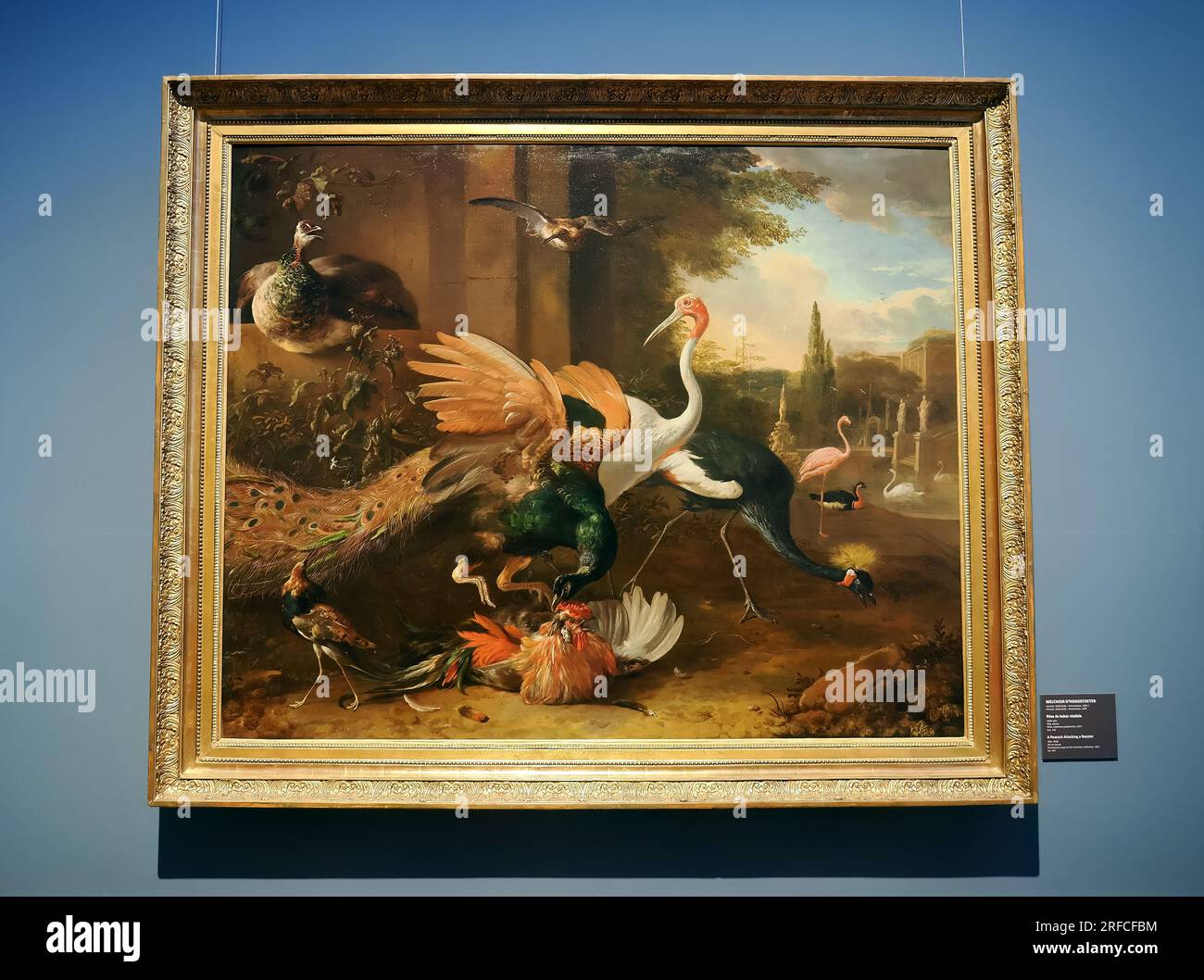 Peacock rooster hi-res stock photography and images - Alamy