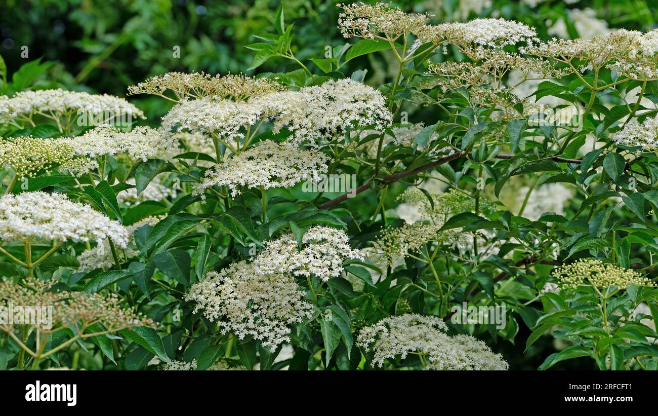 Flowering elderberry in early summer Stock Photo - Alamy