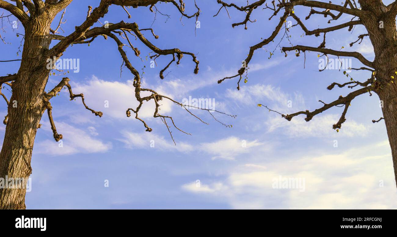 Blue sky two trees hi-res stock photography and images - Alamy
