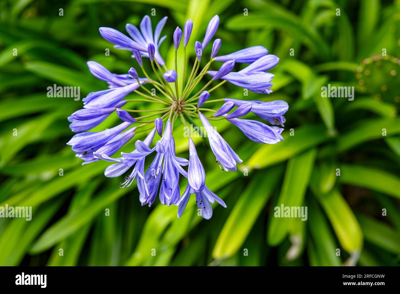 Macro shot of a bright blue African blue lily (Agapanthus) in the sun ...