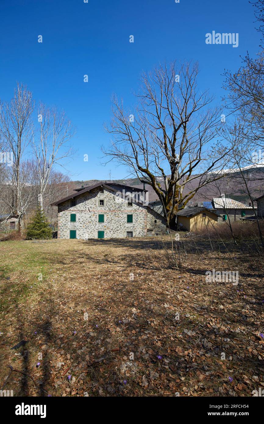The oldest italian mountain elm tree, Pievepelago, Modena Province ...