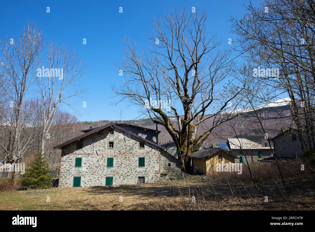 The oldest italian mountain elm tree, Pievepelago, Modena Province ...