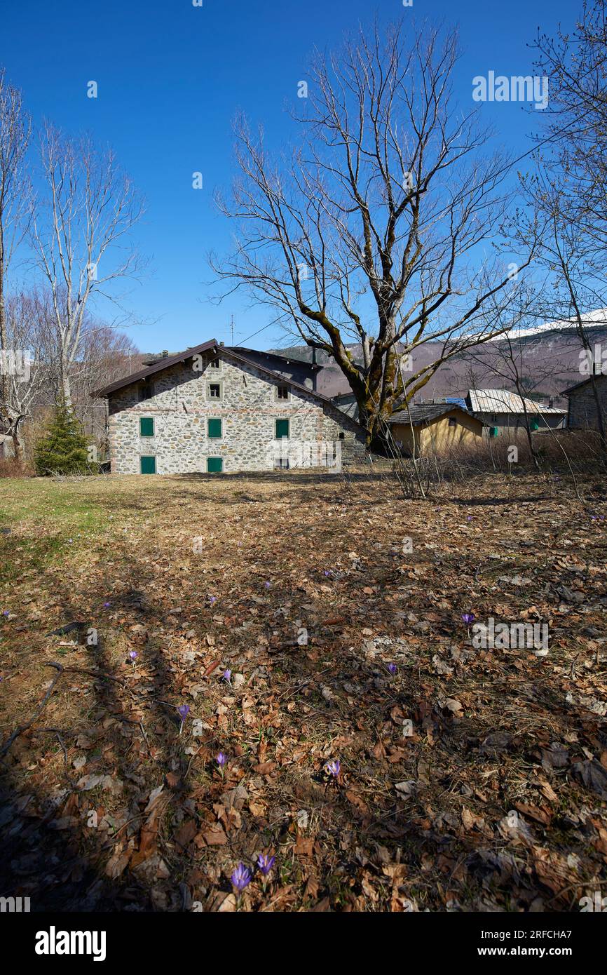 The oldest italian mountain elm tree, Pievepelago, Modena Province ...