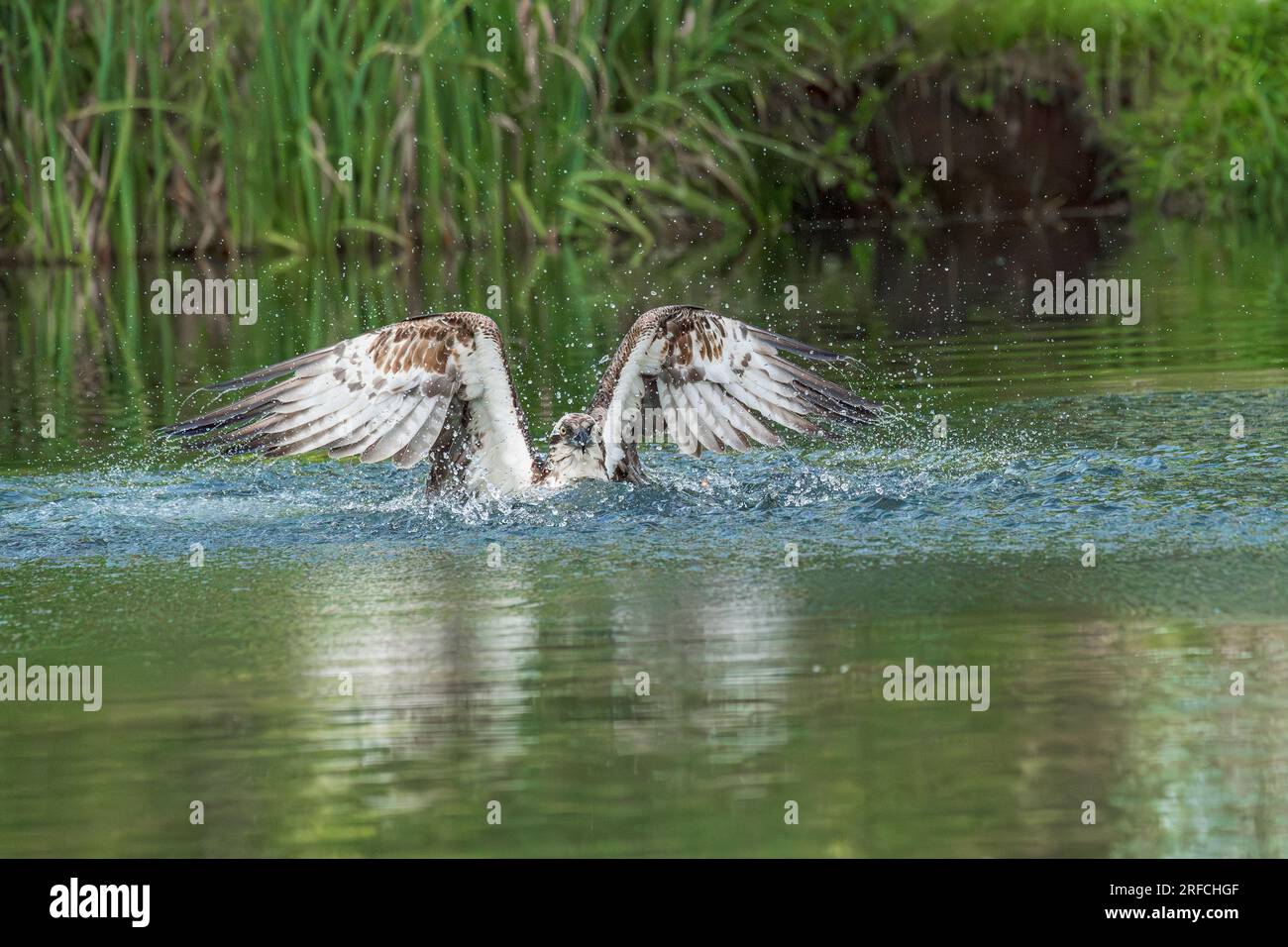 Osprey photographs hi-res stock photography and images - Alamy