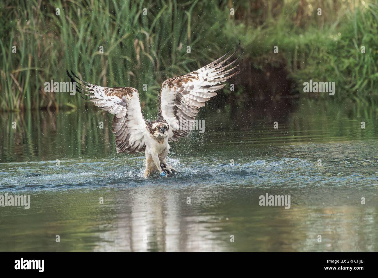 Osprey photographs hi-res stock photography and images - Alamy