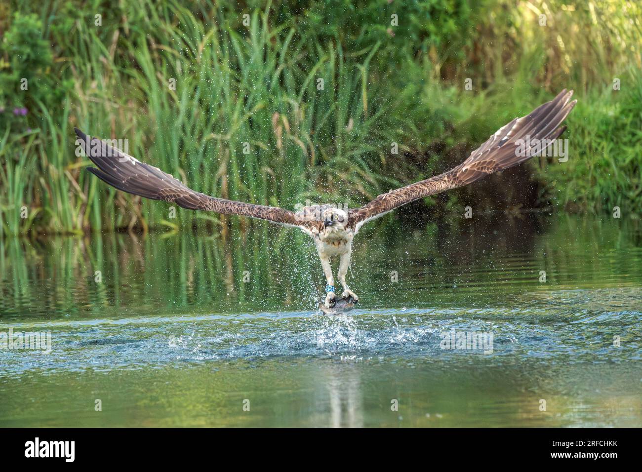 Western Osprey, Pandion haliaetus, single adult bird taking off from ...