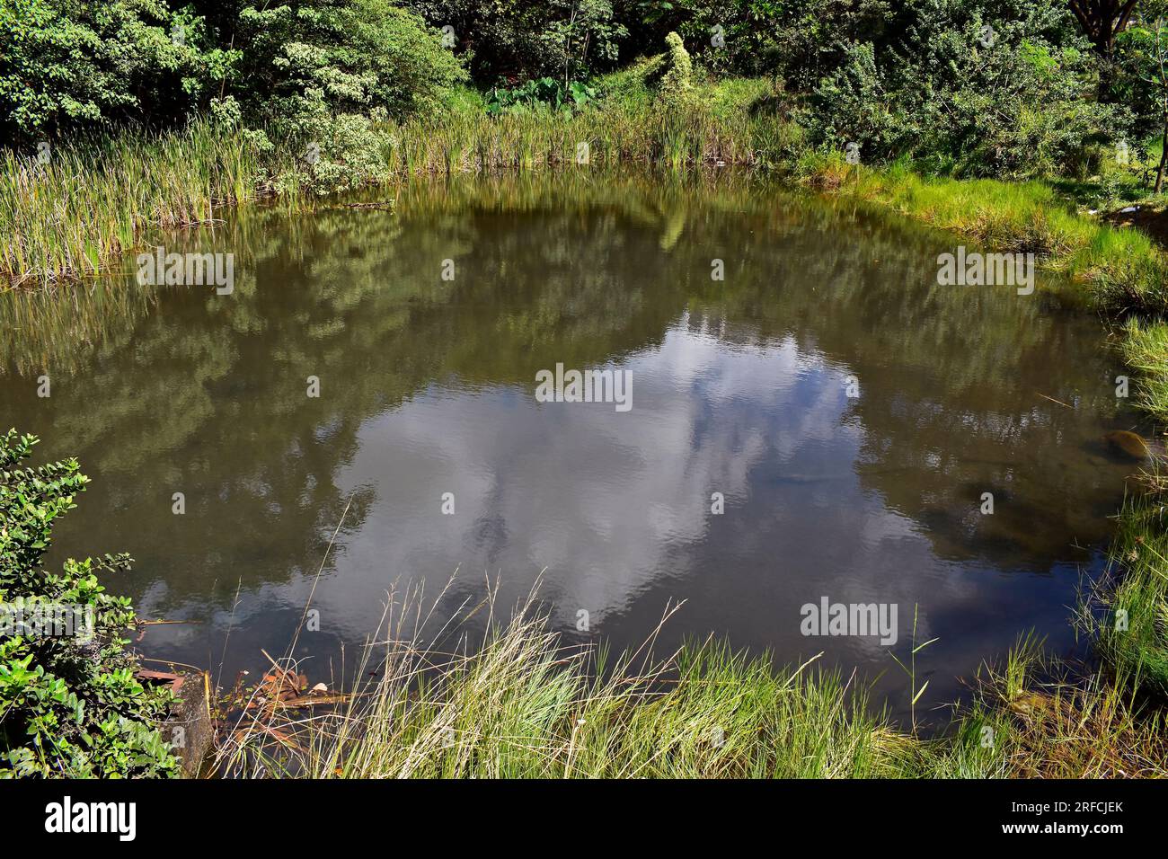 River source in Ribeirao Preto, Sao Paulo, Brazil Stock Photo - Alamy