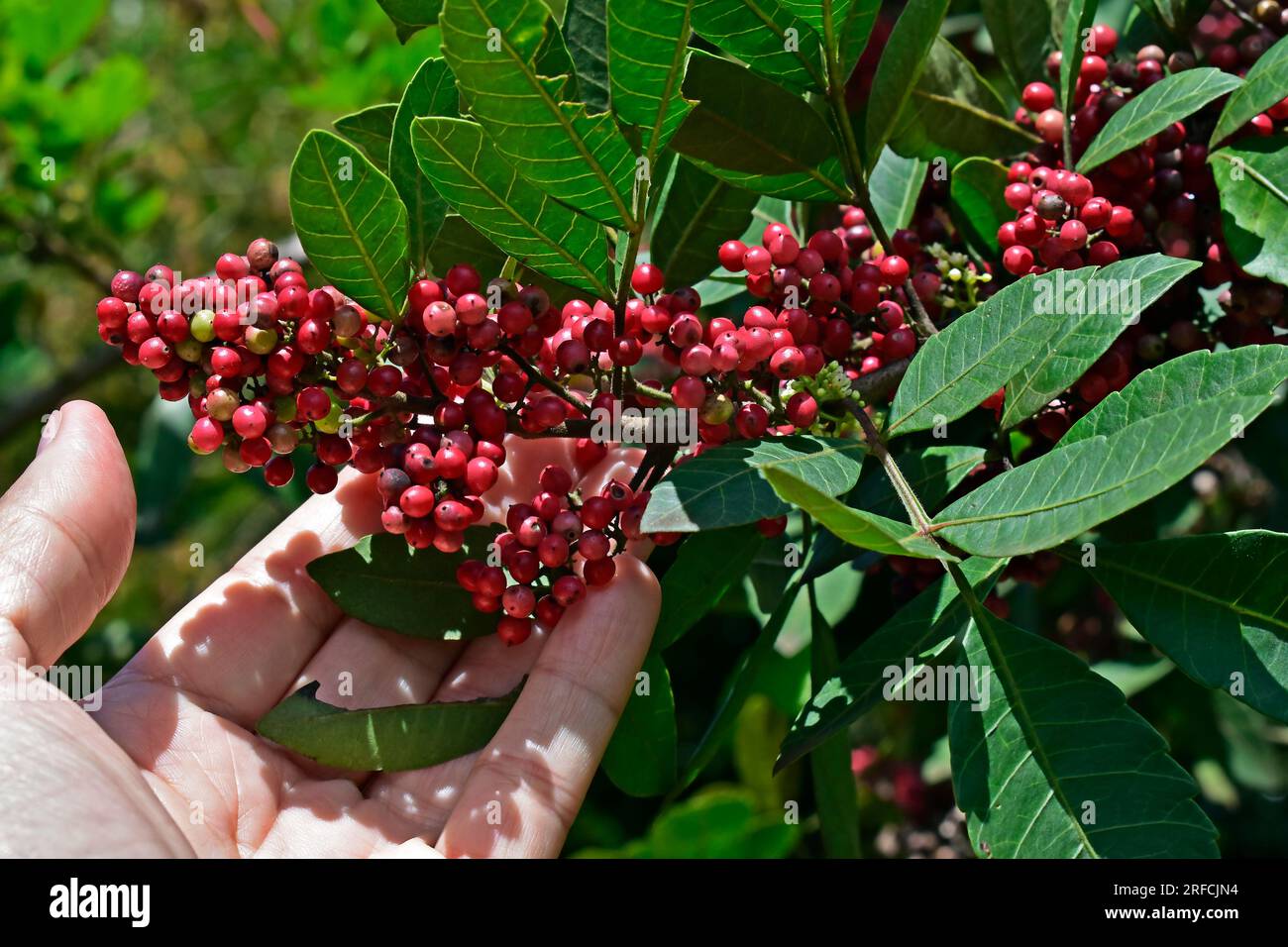 Brazilian peppertree fruits (Schinus terebinthifolius) on hand Stock ...