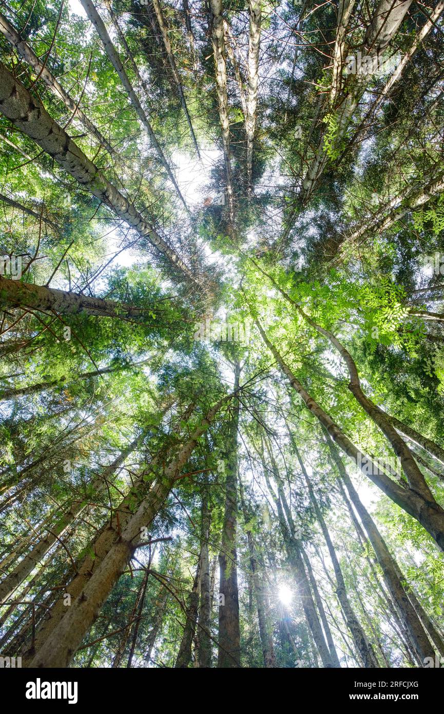 Pines wood forest hi-res stock photography and images - Alamy