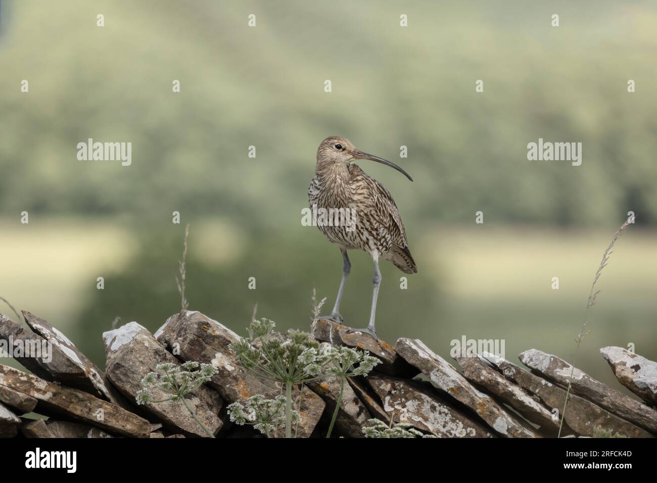 Curlew, close up of an adult curlew in the nesting season, stood on ...