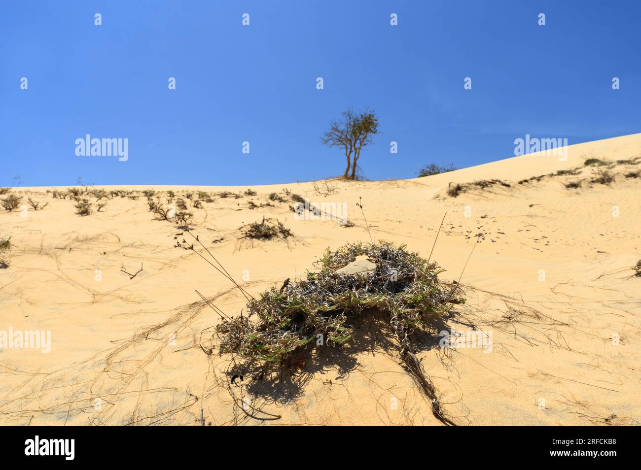 Vietnam tree hi-res stock photography and images - Alamy