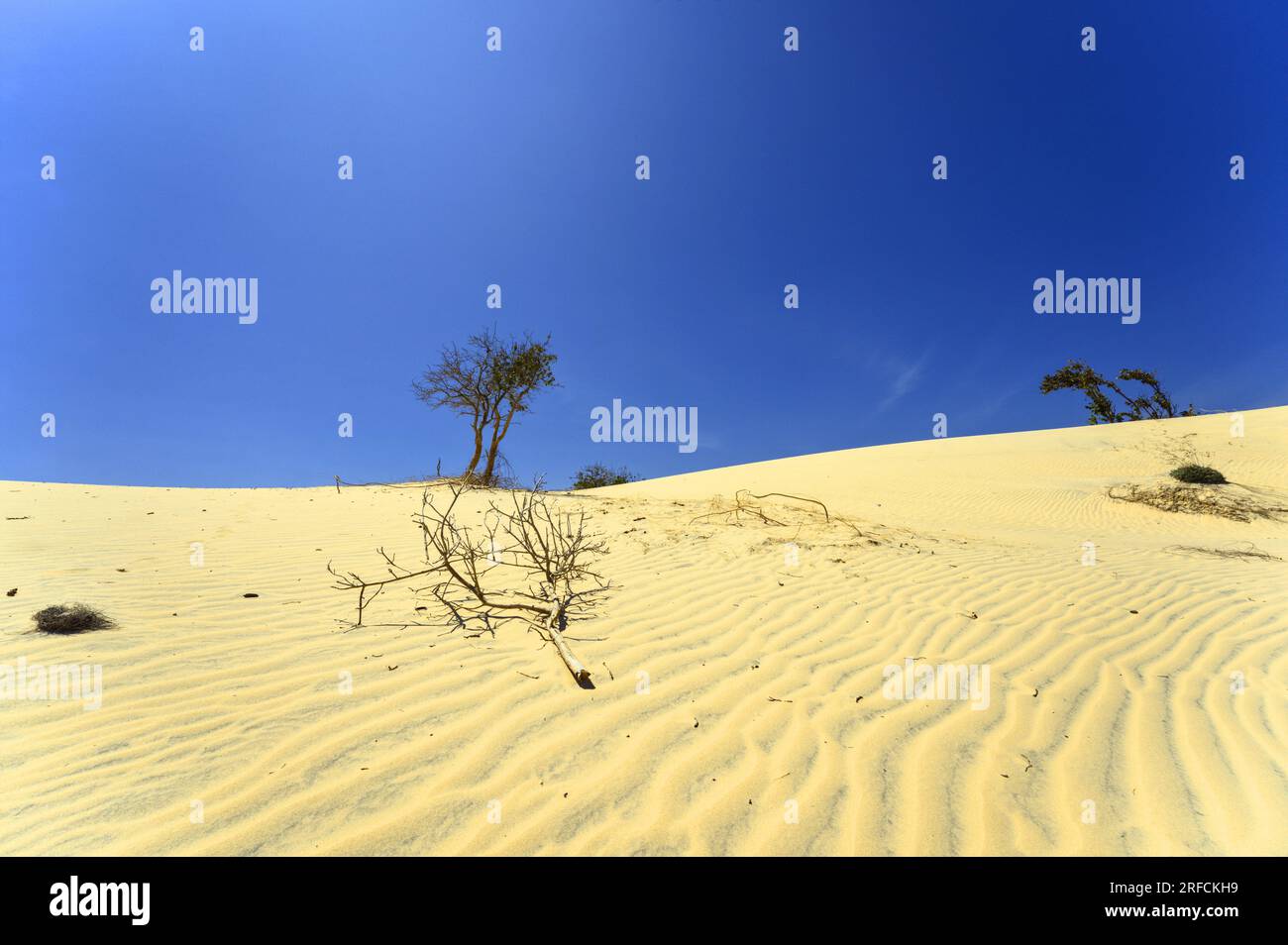Vietnam tree hi-res stock photography and images - Alamy