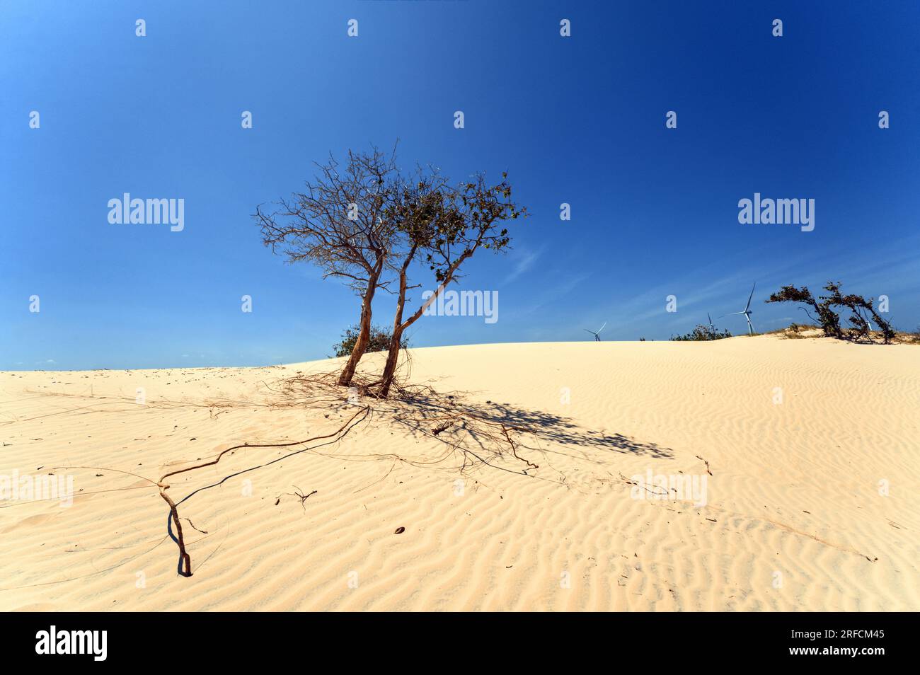 Vietnam tree hi-res stock photography and images - Alamy