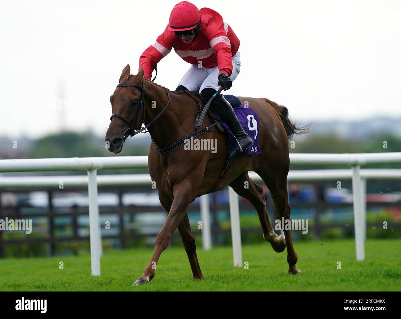 High class hero horse hi-res stock photography and images - Alamy