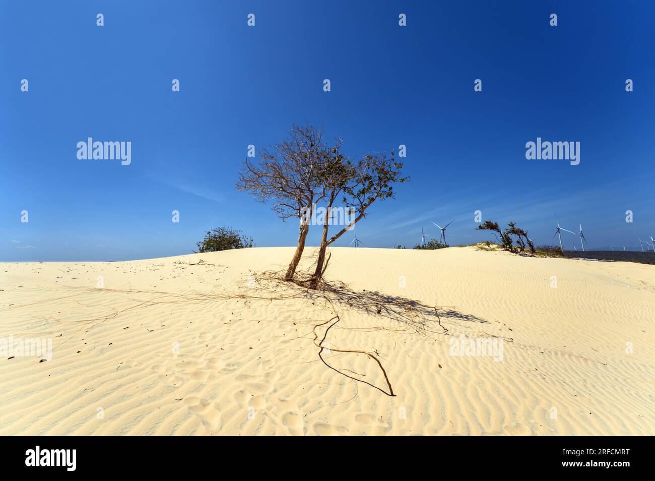 Vietnam tree hi-res stock photography and images - Alamy