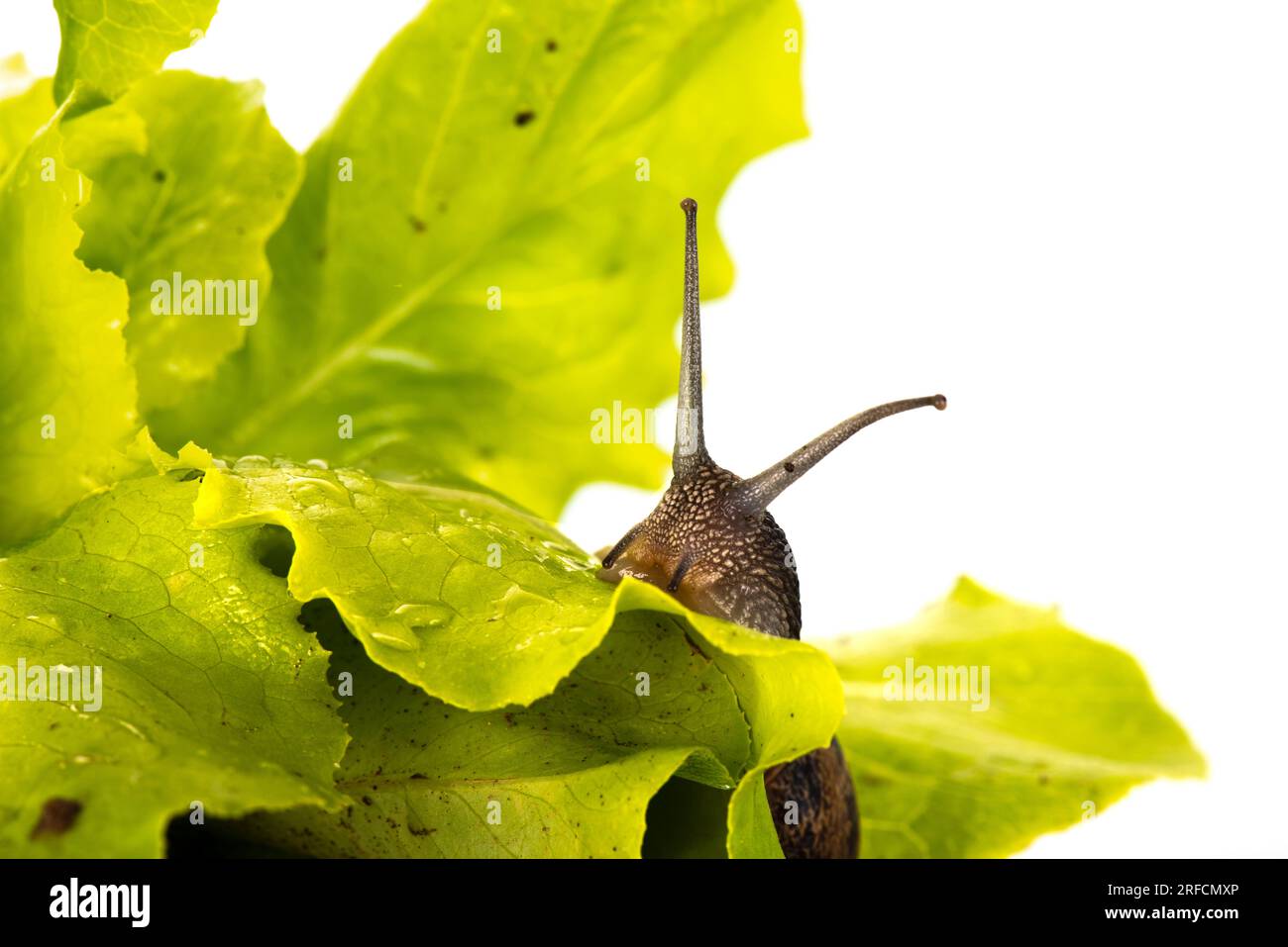 Snail eating salad isolated over white background Stock Photo - Alamy