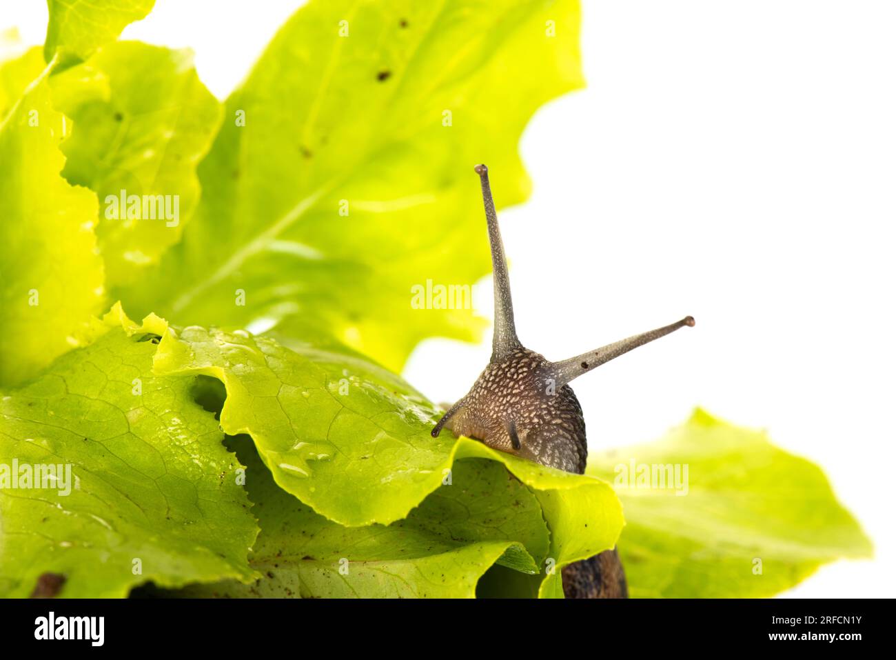 Slug eating lettuce garden hi-res stock photography and images - Alamy