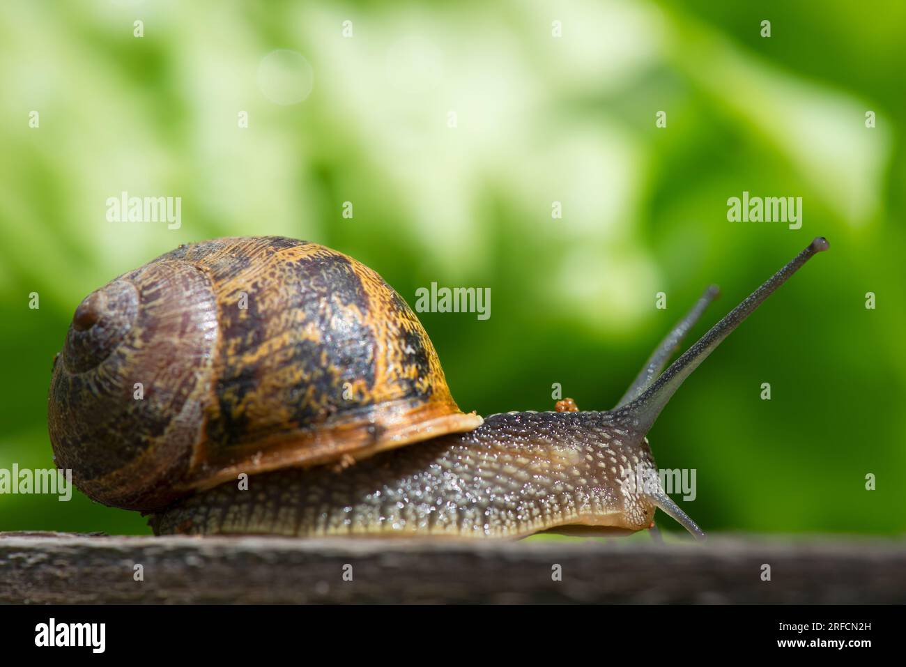 Single snail in the vegetable garden Stock Photo - Alamy