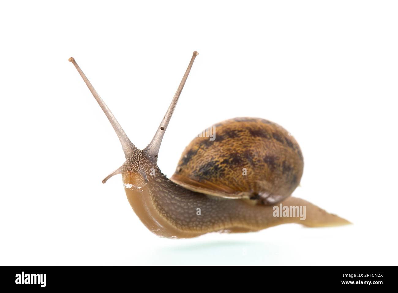 Single snail isolated over white background Stock Photo - Alamy
