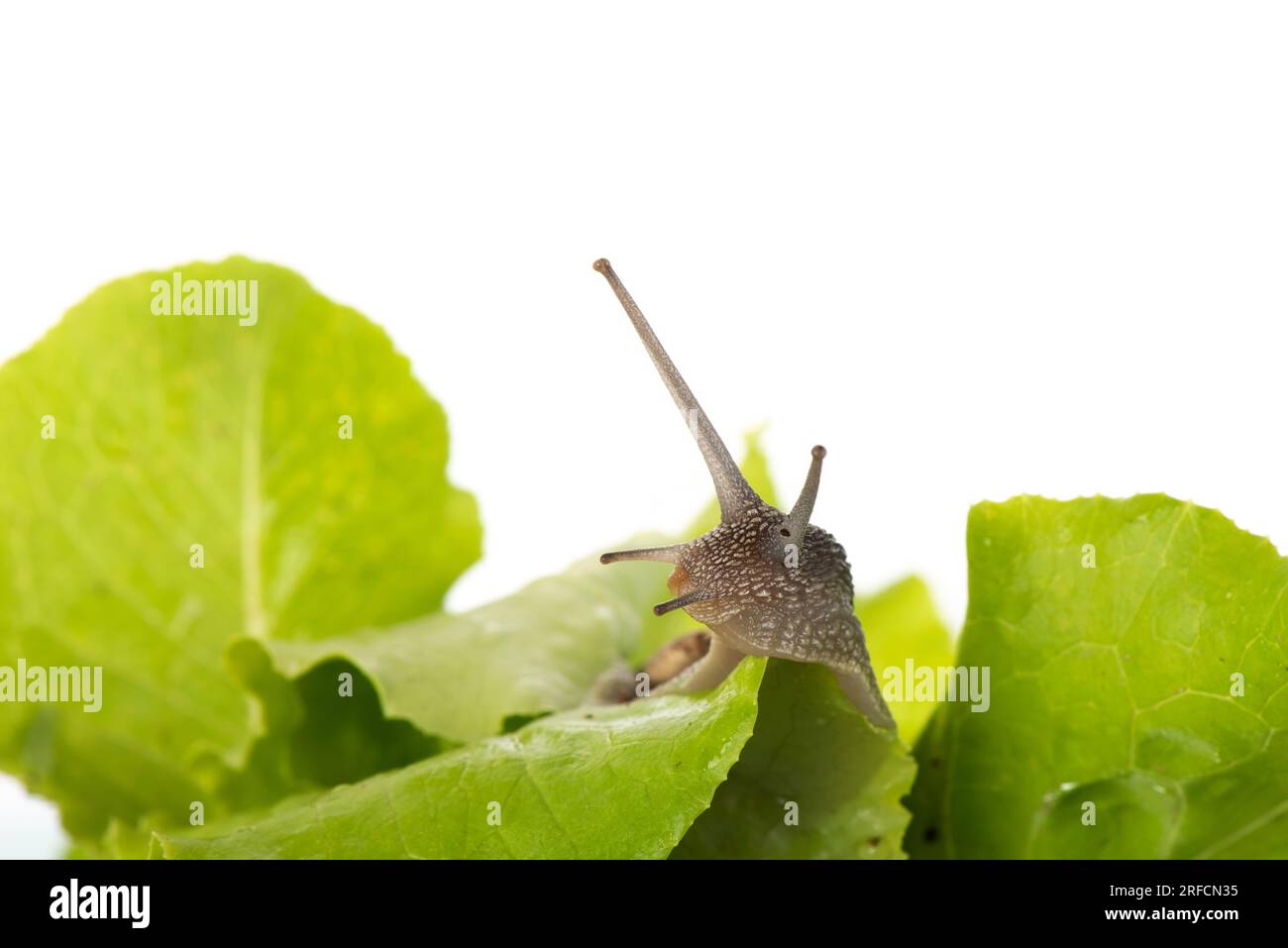 Snail eating salad isolated over white background Stock Photo - Alamy