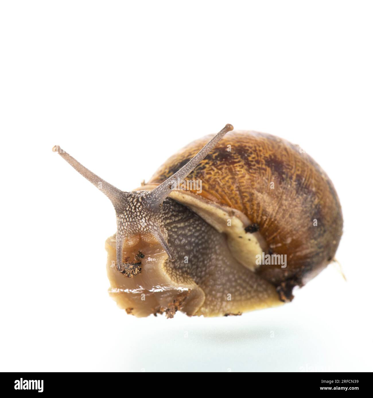 Single snail isolated over white background Stock Photo - Alamy