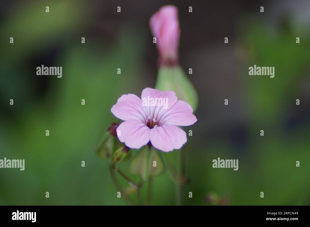 Macro photo of the flower of a cow lily Gypsophila vaccaria Stock Photo ...