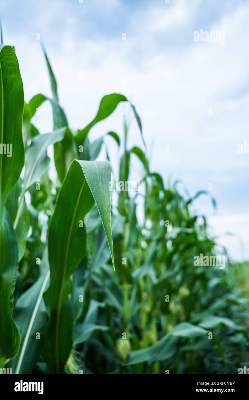 Unripe corn growing on a maize plantation. Corn planting field or ...