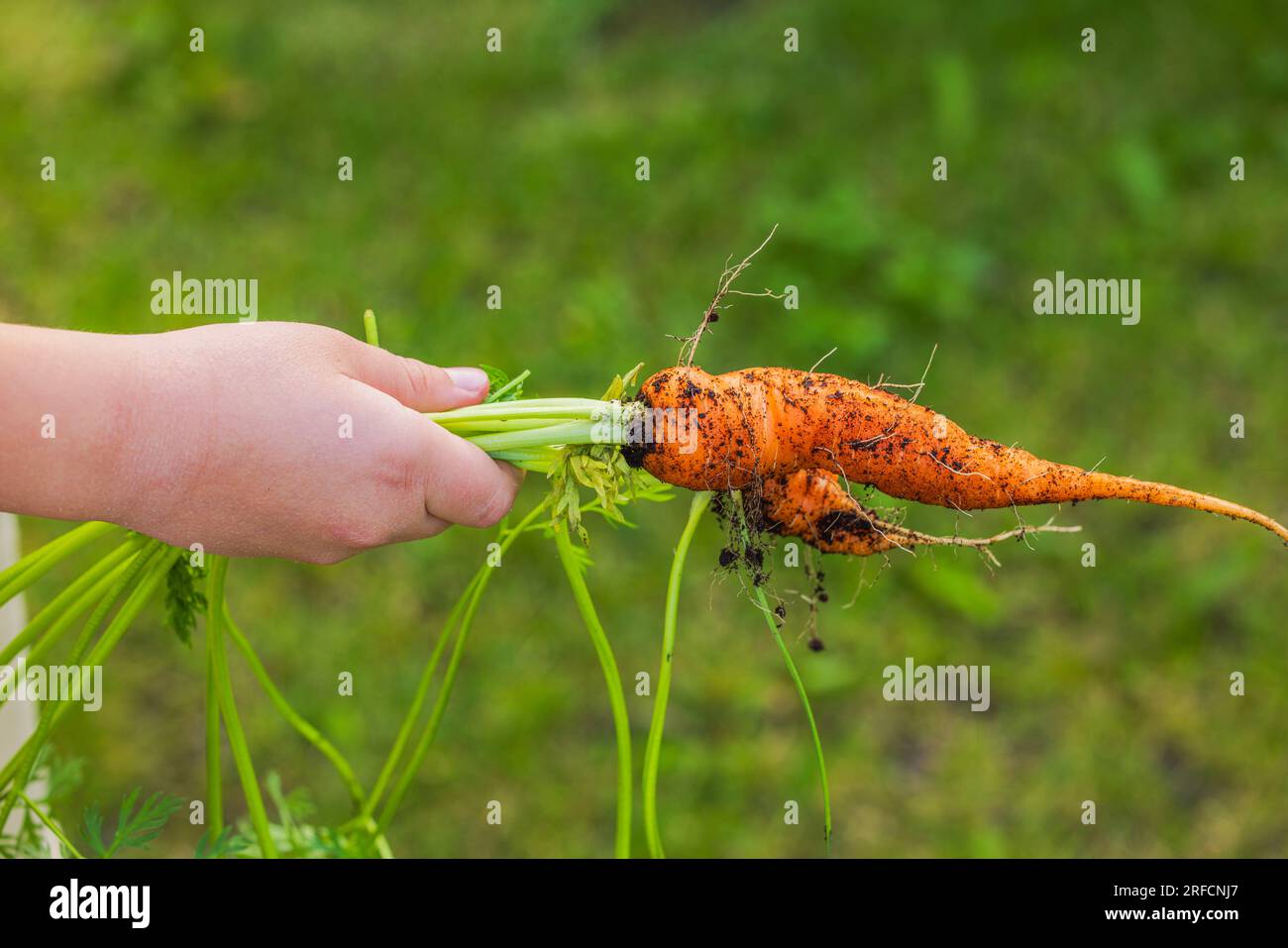 Pulled out of ground hi-res stock photography and images - Alamy