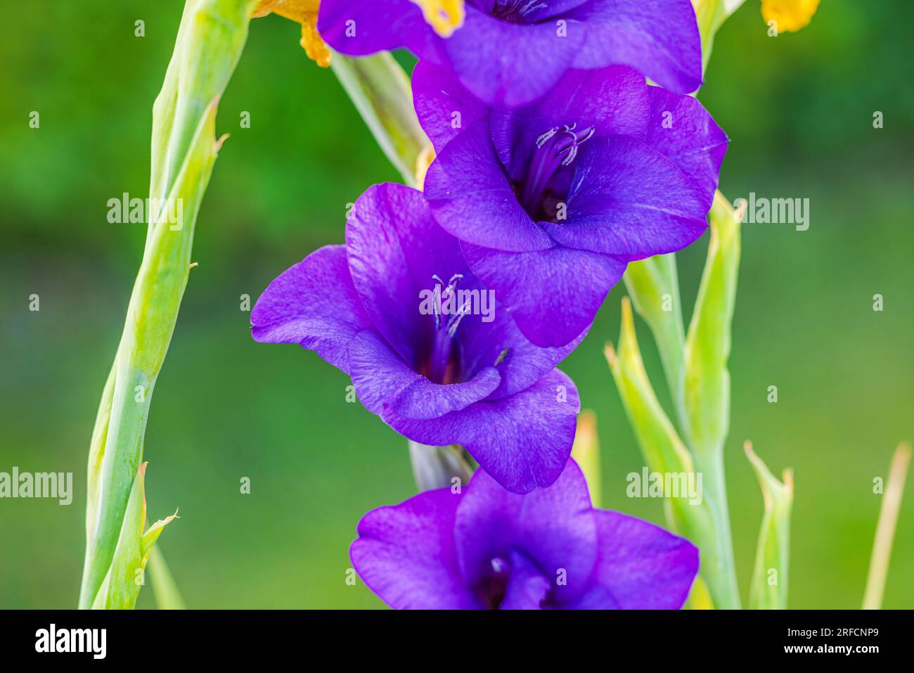 Beautiful purple gladiolus flowers on green background. Beautiful ...