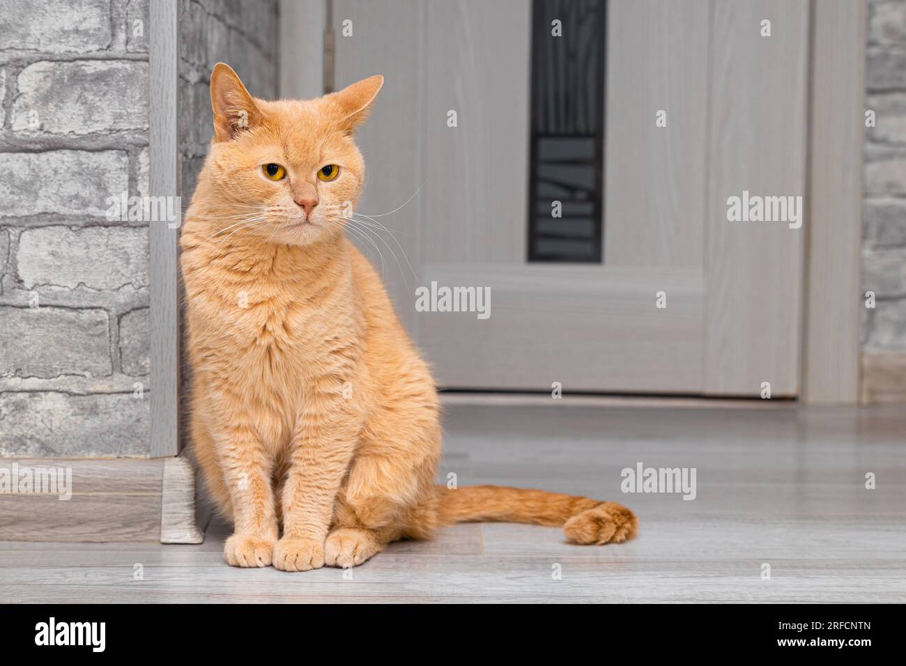 domestic cat sits on the floor with an offended look. cat's emotion ...