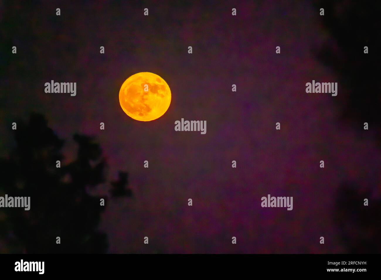 View of a full super moon over trees Stock Photo - Alamy