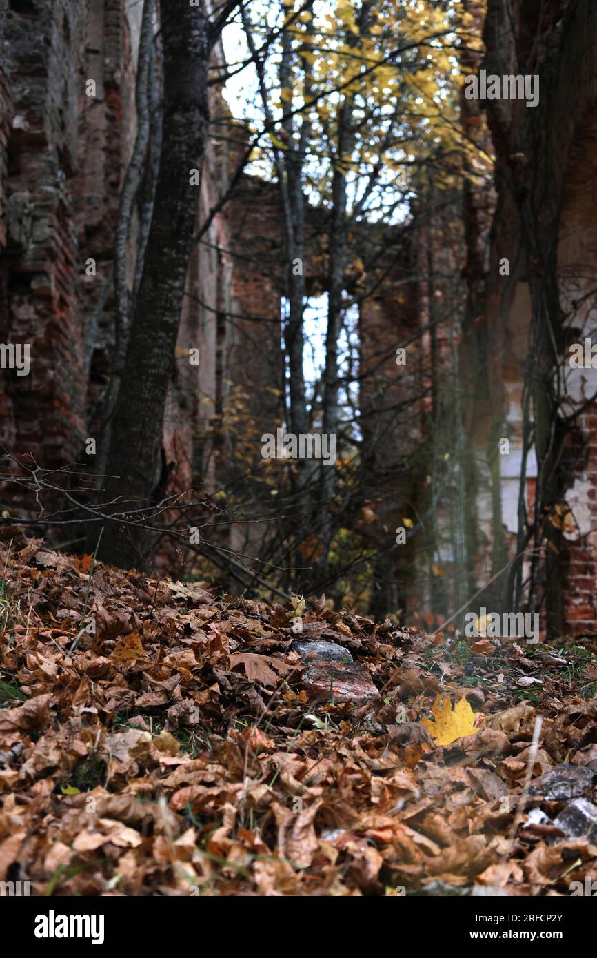 Old ruined brick building with arches in the autumn forest. Interior ...