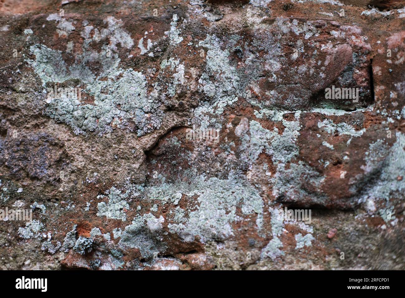 Gray lichen on a brick wall. Close-up. Horizontal photo Stock Photo - Alamy