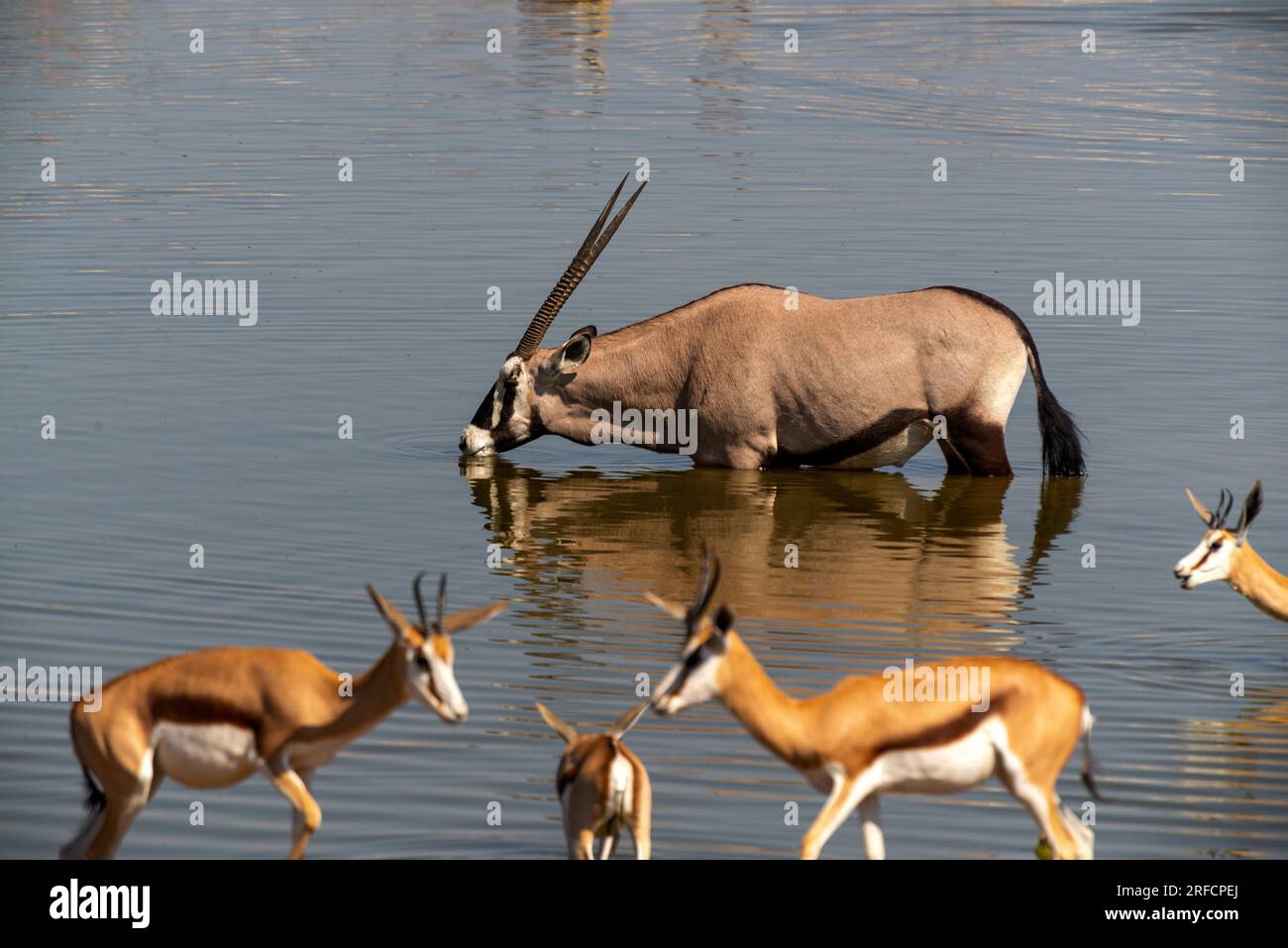 Orix antelope or Gemsbok and springboks at Okaukuejo waterhole, Etosha ...