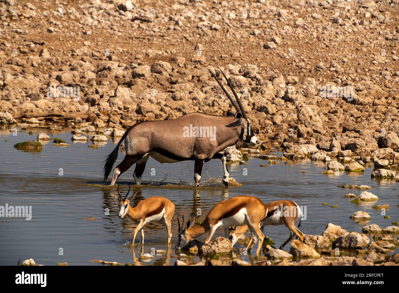 Orix antelope or Gemsbok and springboks drinking at Okaukuejo waterhole ...