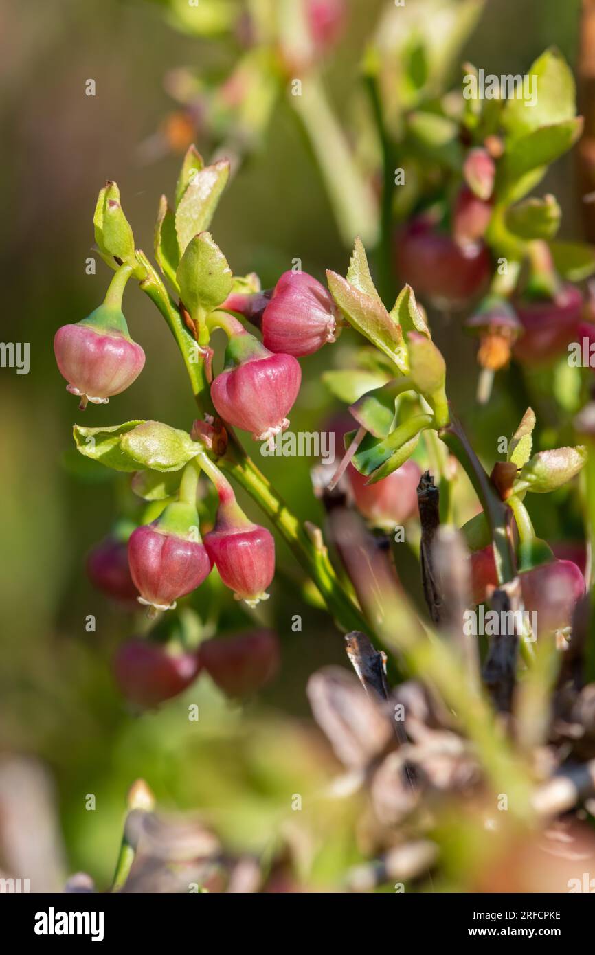 Close up of European blueberry (vaccinium myrtillus) flowers in bloom ...