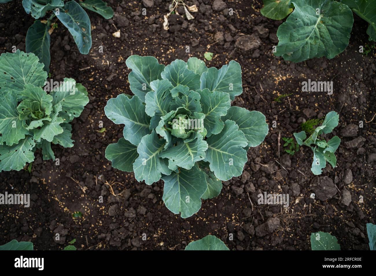 Cabbage plantations on the field. View of green cabbages plants. Non ...