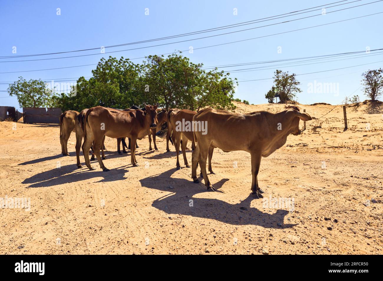 Cows in Mui Ne, Vietnam Stock Photo - Alamy