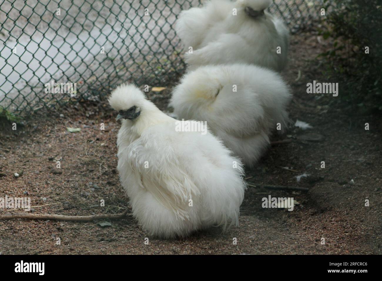 Silk chicken at animal exhibit in Pori, Finland Stock Photo - Alamy