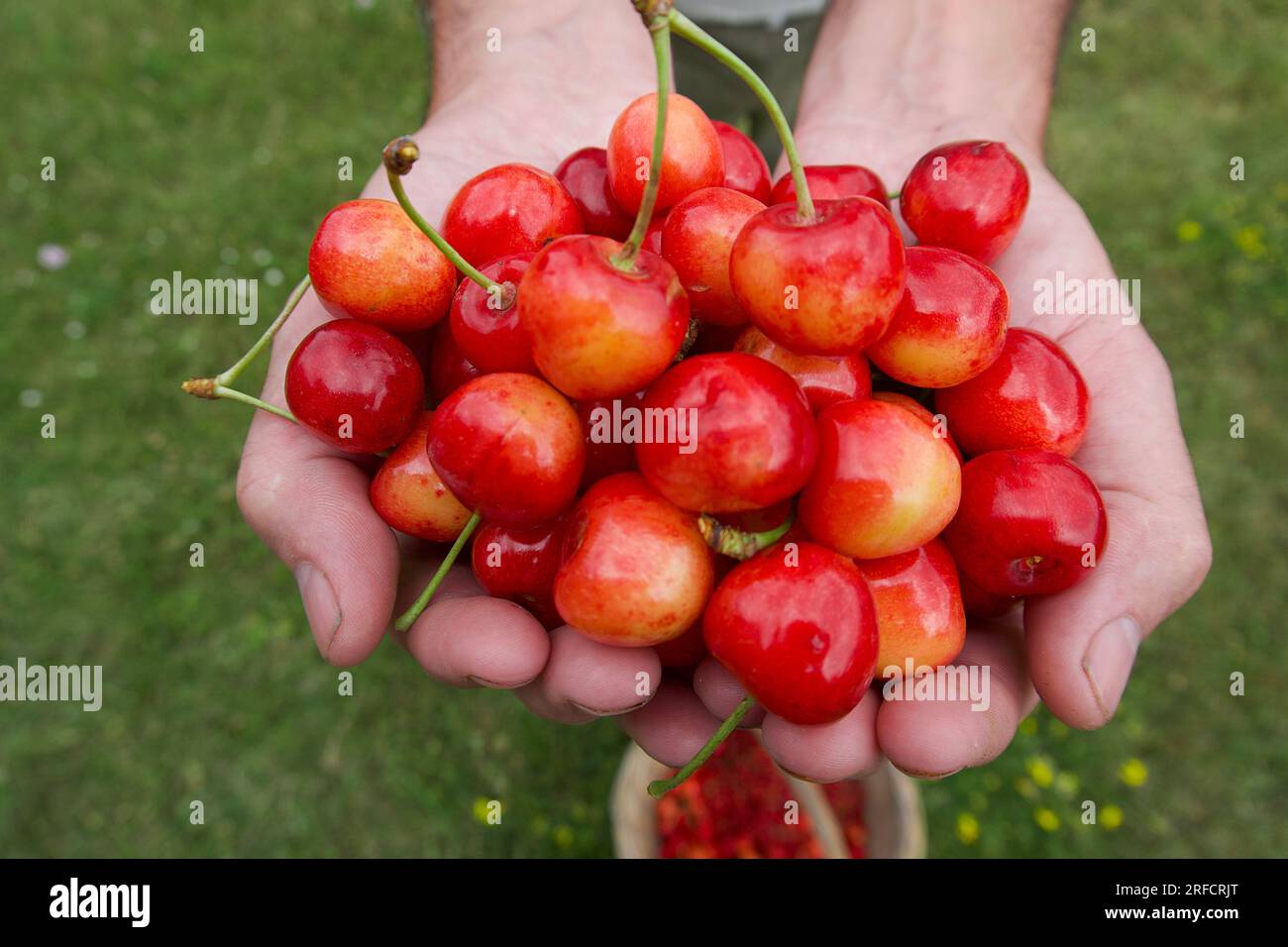 Hand holding cherry fruit. Ripe cherries in a farmer man's hand. Czech ...
