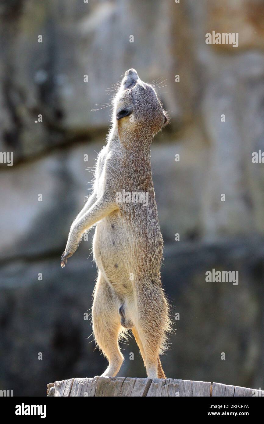 Meerkat survival hi-res stock photography and images - Alamy