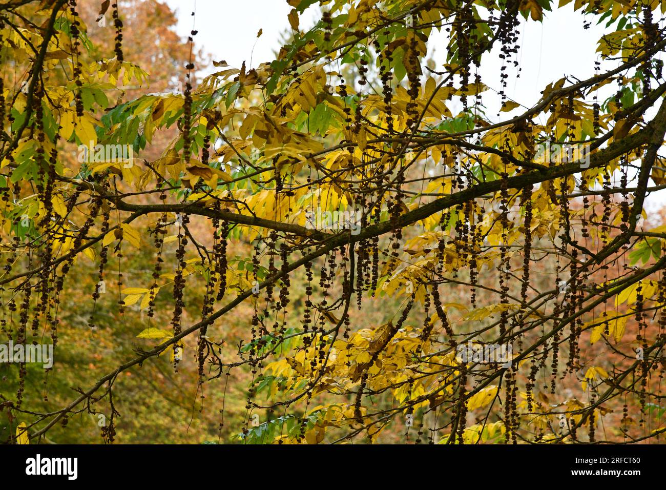 Wingnut hi-res stock photography and images - Alamy