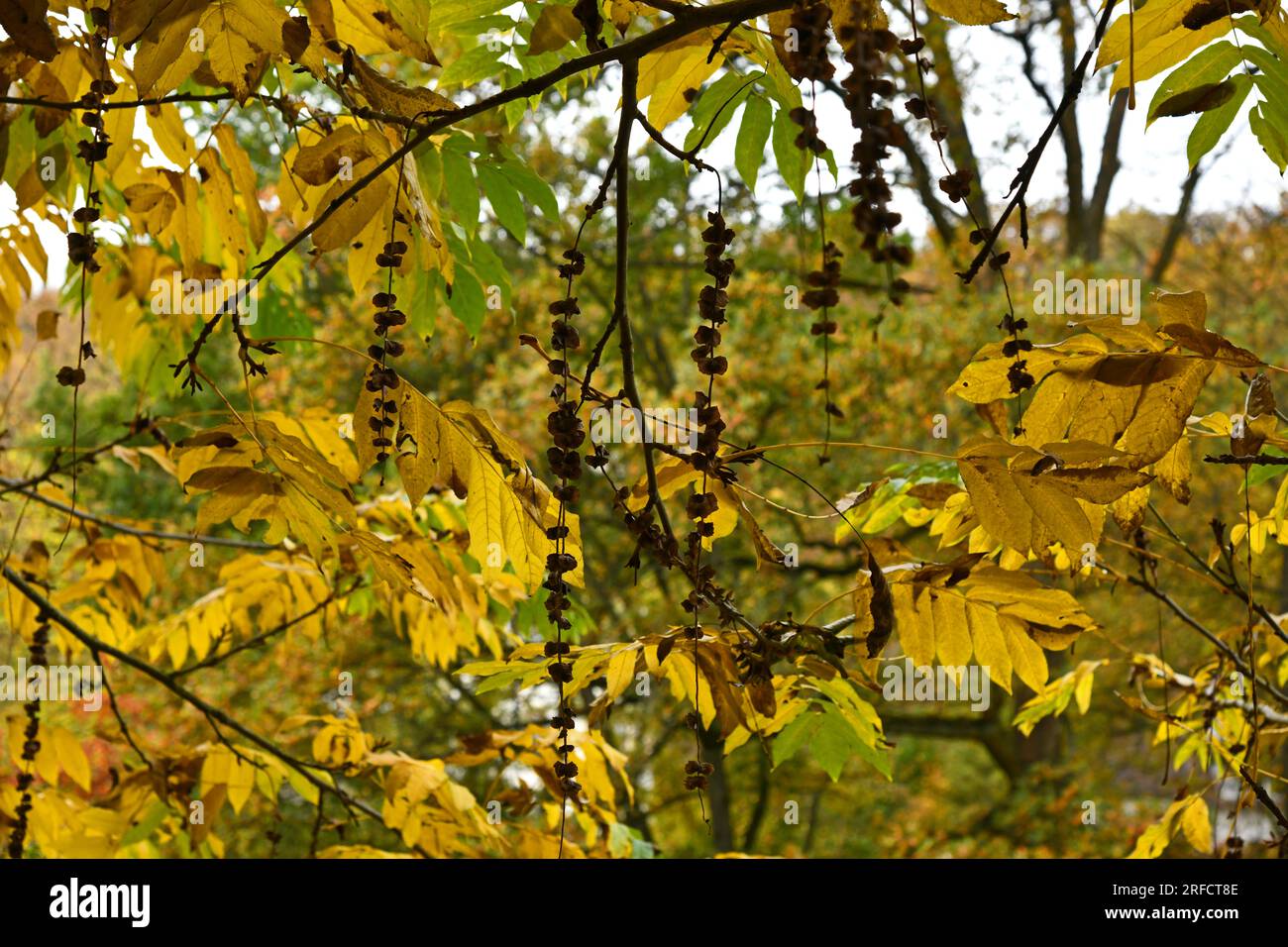 Wingnut hi-res stock photography and images - Alamy