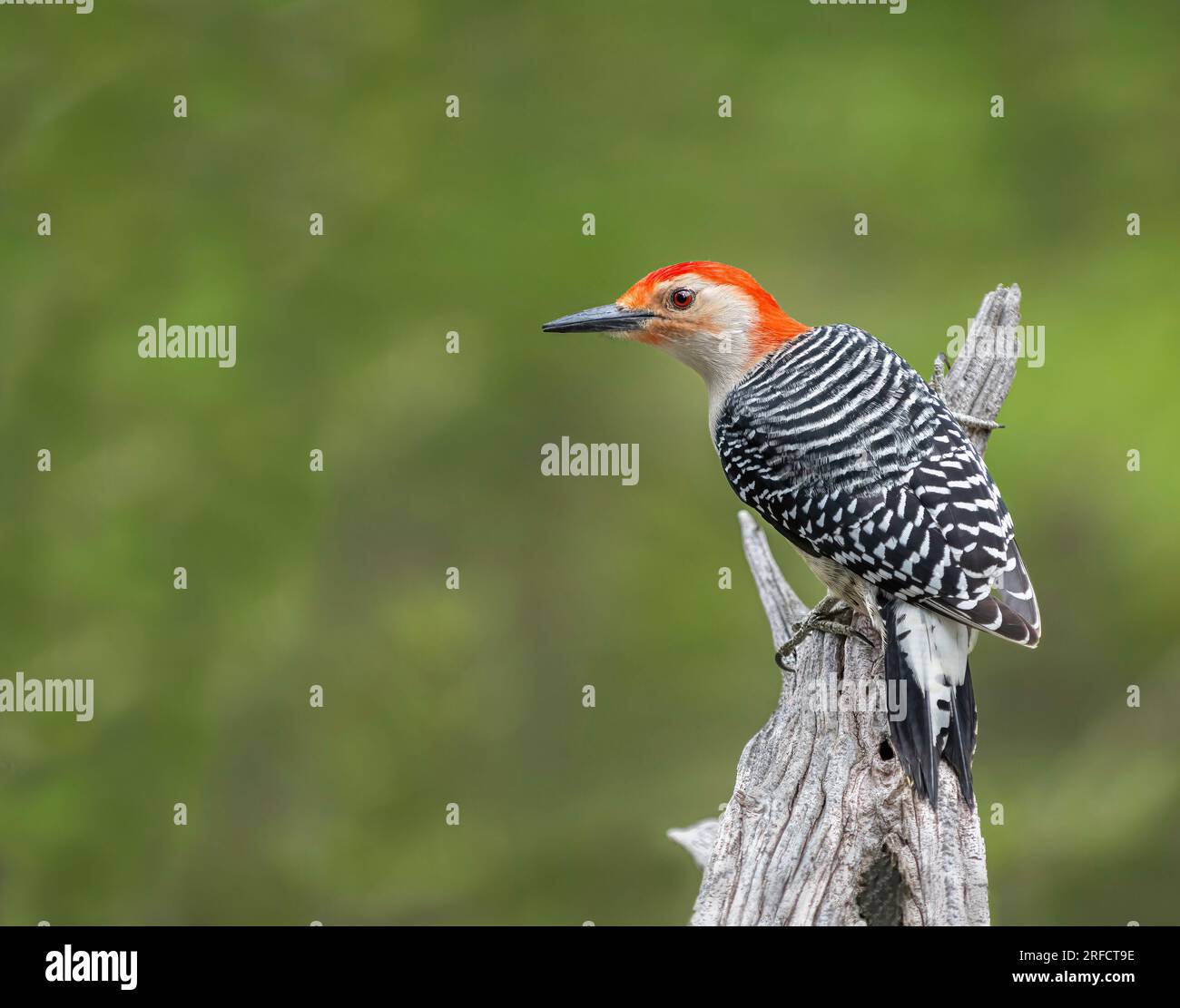 An alert male Red-bellied Woodpecker ( Melanerpes carolinus ) with ...