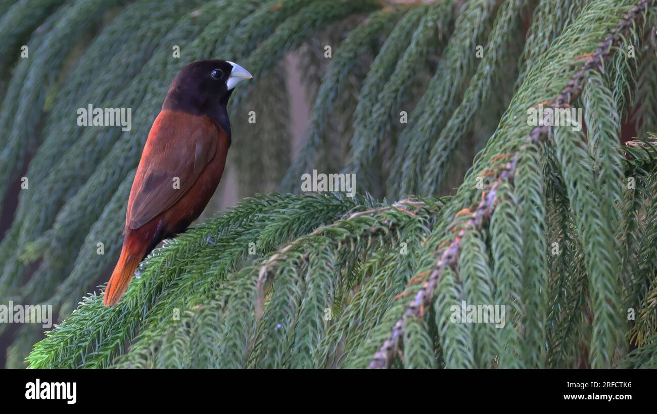 Chestnut munia or (Lonchura atricapilla), bird of Indonesia Stock Photo ...
